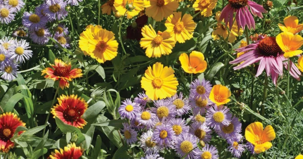 FREE Bee Friendly Seeds from Zarbee's - The Freebie Guy®