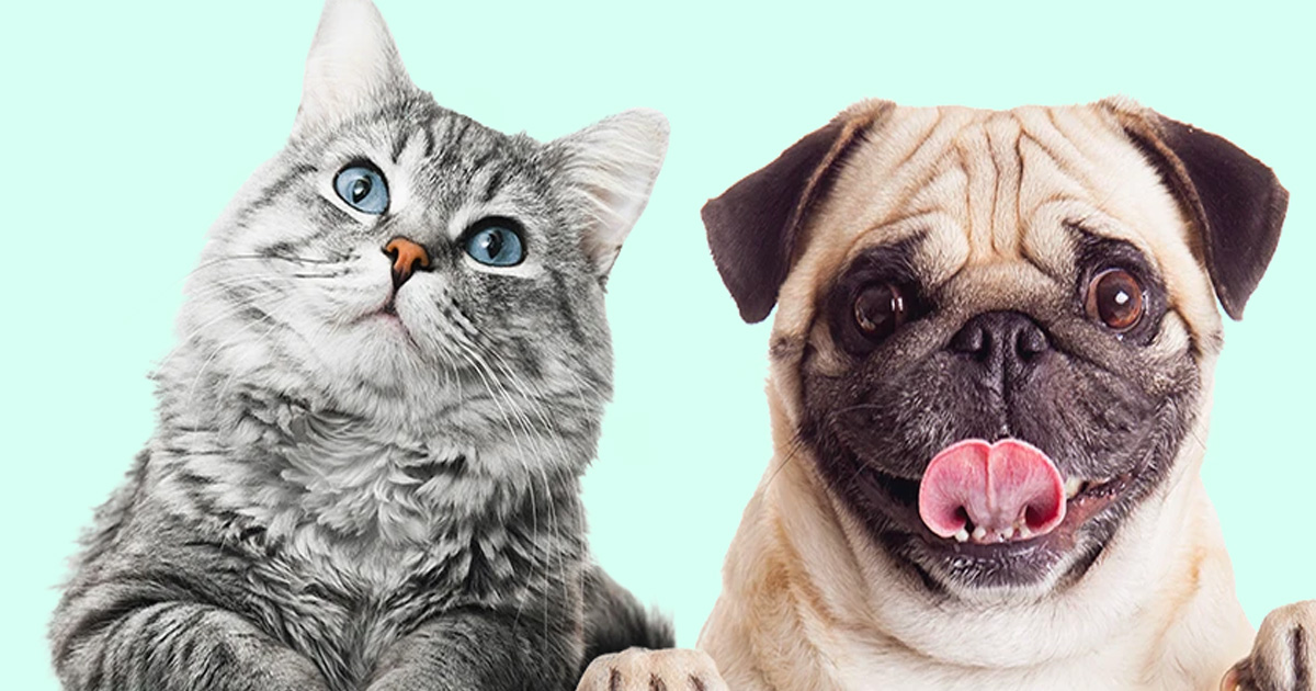 Free Forza10 Pet Food Samples - The Freebie Guy® ️️️