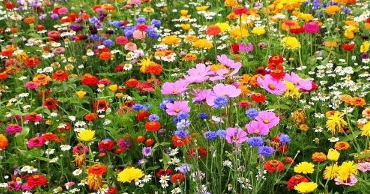 Free Wildflower Seeds - The Freebie Guy® ️️️