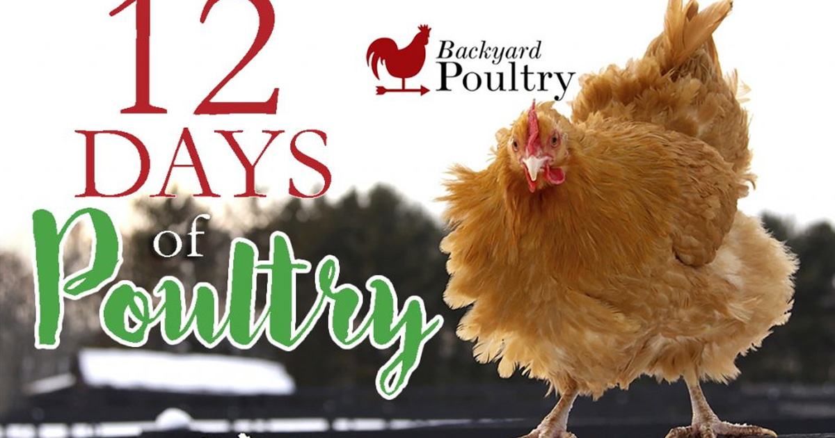 Backyard Poultry 12 Days of Poultry Giveaway - The Freebie Guy®