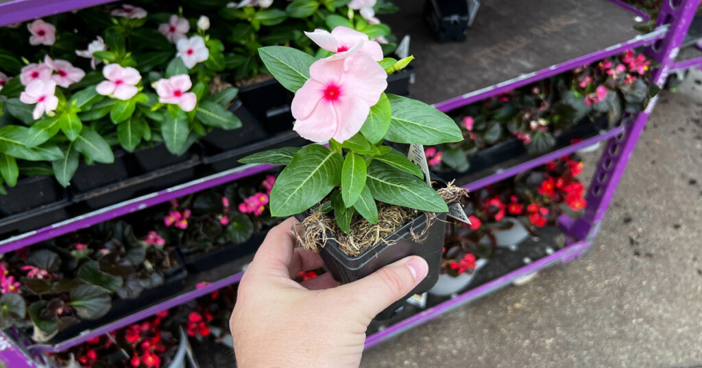 FREE Mother’s Day Flower Giveaway at Lowe's (Registration Open Now ...