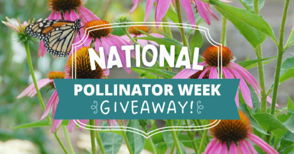 American Meadows National Pollinator Week Giveaway - The Freebie Guy®