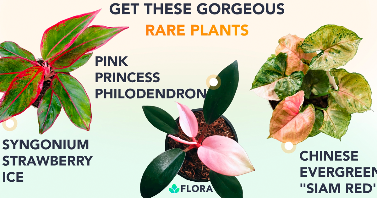Flora - Summer Rare Plant Giveaway - The Freebie Guy®