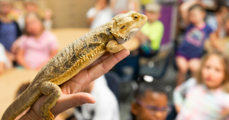 Teachers - Apply for The Pets in the Classroom Grant Program - The ...