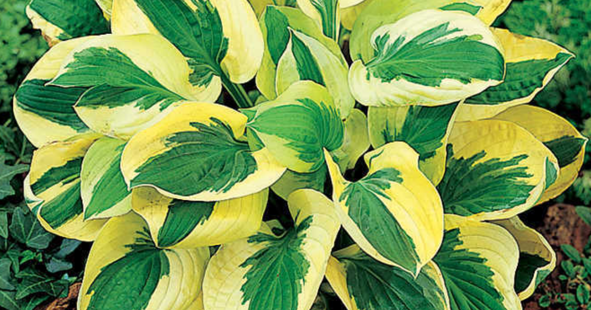 Black Gold Year of the Hosta Giveaway - The Freebie Guy®