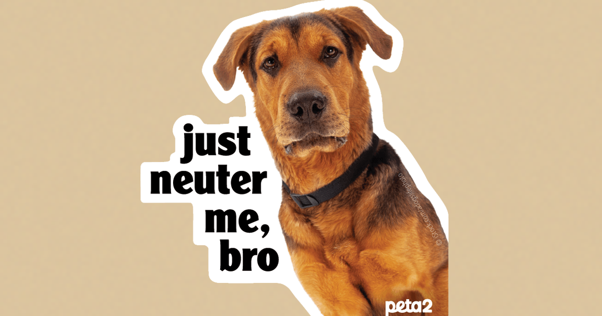Free ‘Just Neuter Me, Bro’ Stickers from Peta2 - The Freebie Guy® ️️️