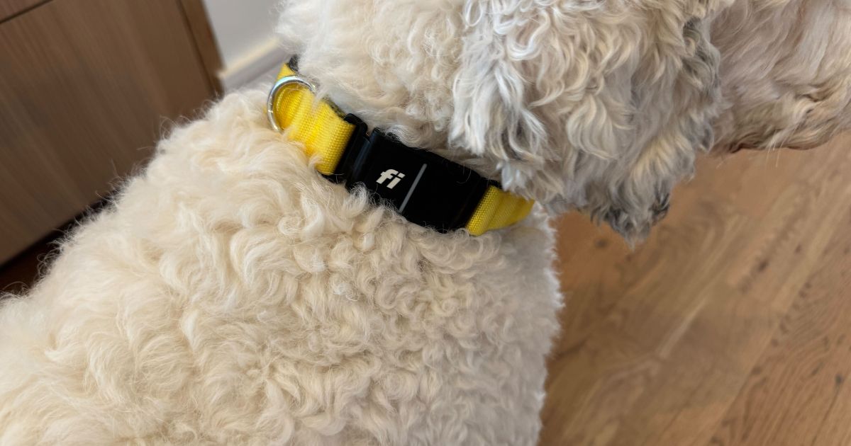 Fi Dog Collars Make It Easy to Find My Dogs Who Love to Escape - The ...