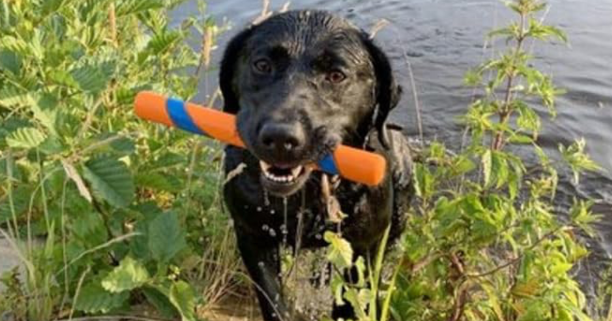 Chuckit! Interactive Dog Toy Ultra Fetch Sticks Only $5.xx! - The ...